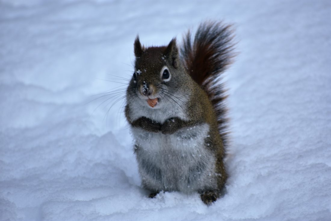 Great horned owls form a duet | News, Sports, Jobs - The Daily News